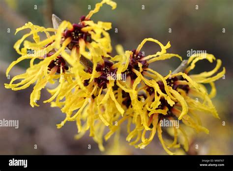 Hamamelis X Intermedia Aurora Commonly Hamamelis Mollis Aurora Witch Hazel In Flower