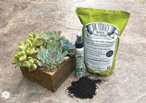 7 Simple Succulent Care Tips For Beginners [infographic] The