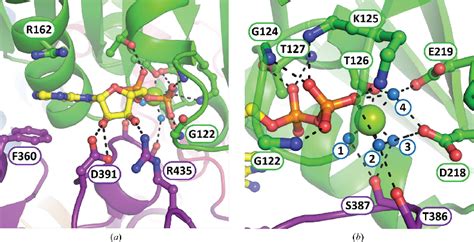ADP Binding Site Of CtPrp43 The ADP Molecule Is Sandwiched Between The