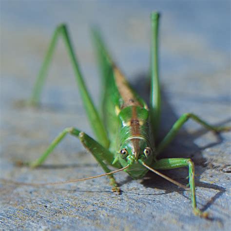 The Face This Grasshopper Makes For Camera Rmildlyinteresting