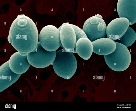 Saccharomyces Cerevisiae Morphology