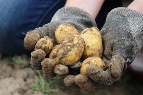 2000 多张免费的“potato”和“土豆”照片 Pixabay