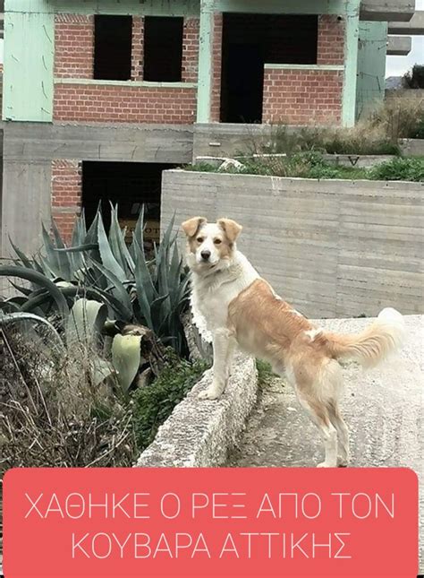 Φιλοζωικο Σωματειο Προκρις Home Facebook