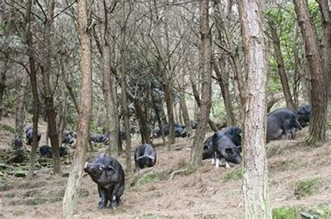 農民在山上放養養殖「黑山豬」，年賺50萬！ 每日頭條