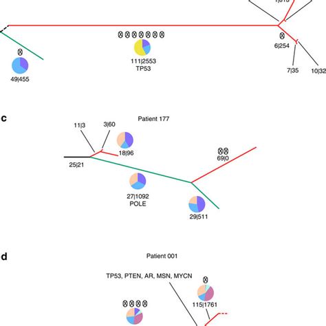 Evolution Of Mutational Signatures And Driver Mutations The Trees In