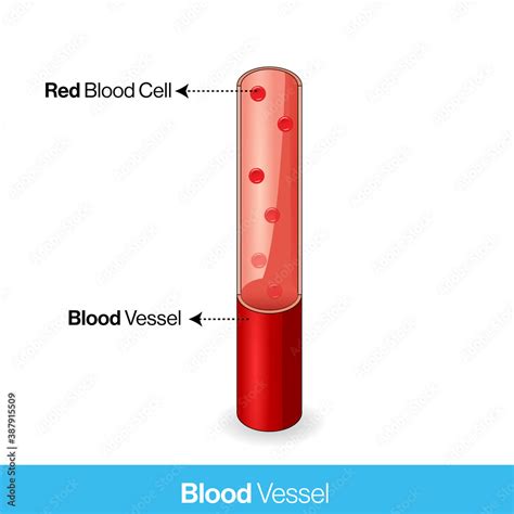 Cross Section Of Blood Vessel Artery Or Capillary Of Human Body