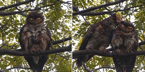 Pasir Ris Owls Ruffle Feathers And Snuggle In The Rain Show Affection