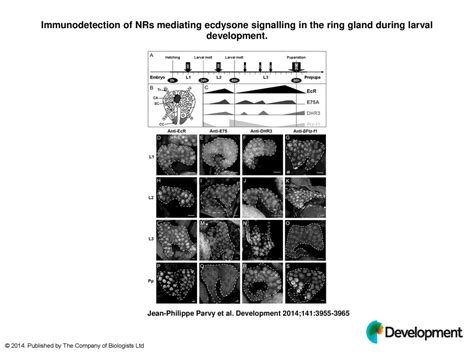 Immunodetection Of Nrs Mediating Ecdysone Signalling In The Ring Gland