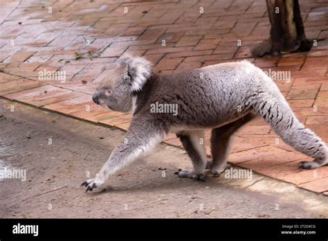 The Koala Has A Large Round Head Big Furry Ears And Big Black Nose