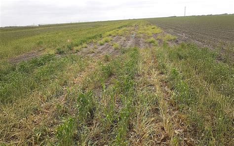 The Nitrogen Biochemical Cycle In Soil