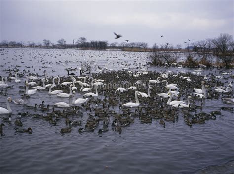 瓢湖の渡り鳥の写真素材 FYI03998806 ストックフォトの Qlean Marketキュリンマーケット