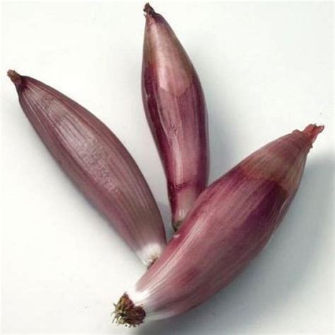 Ajuin Cuisse De Poulet Du Poitou De Terdieker Tuin