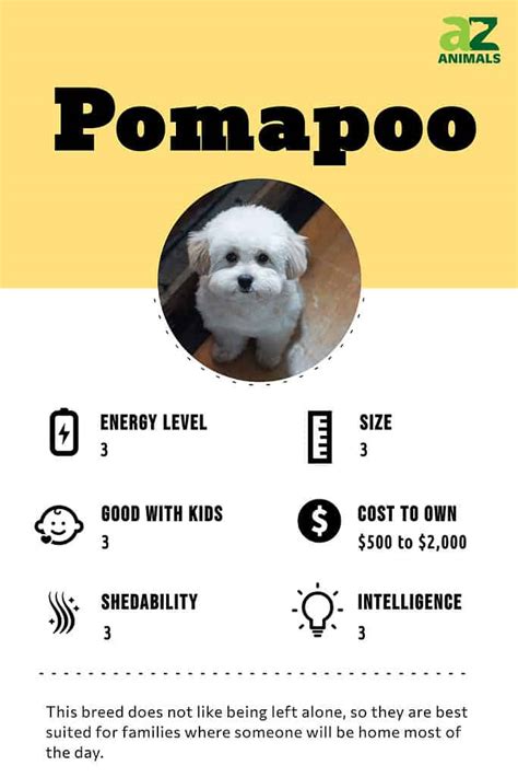 Pomapoo A Z Animals