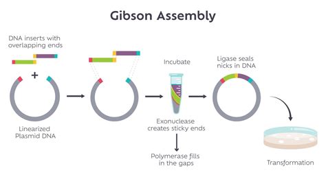 Gibson Assembly Molecular Cloning Method Diagram 48792423 Vector Art At