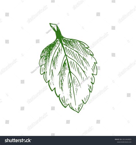 Elm Hornbeam Leaf Isolated Plant Sketch Stock Vector Royalty Free