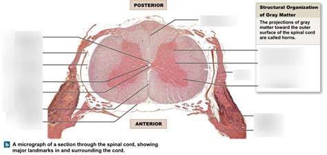 Micrograph Section Through Spinal Cord Diagram Quizlet