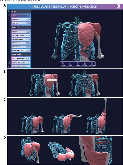 Figure 2 From Three Dimensional Virtual Reconstructions Of Shoulder