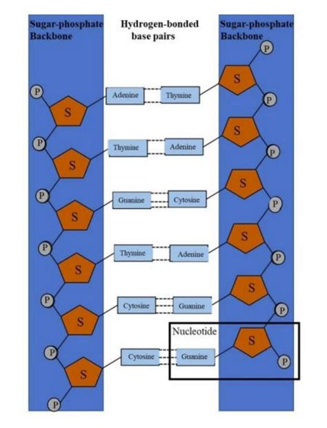 Solved Q Label The And Ends Of Each Nucleic Acid Chegg