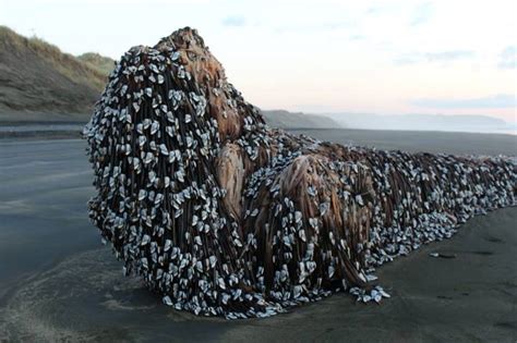 Bizarre Barnacle Sea Monster Washes Up On New Zealand Beach Oceans