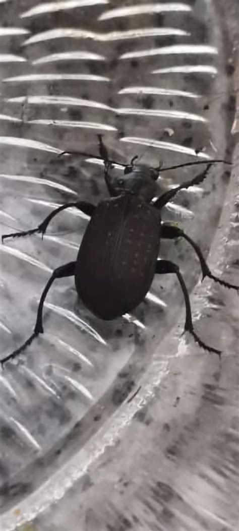 South Africa Hard Shell Bug R Whatsthisbug