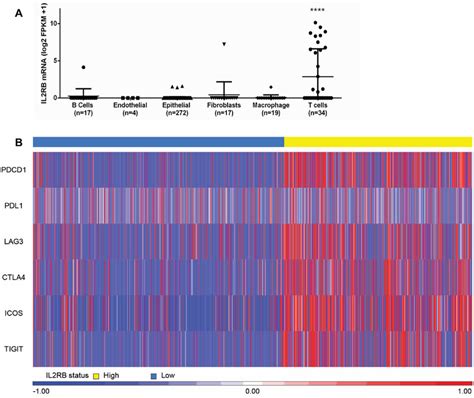 Single Cell Rna Seq Characterisation Of Il2rb In Crc A Dot Plot