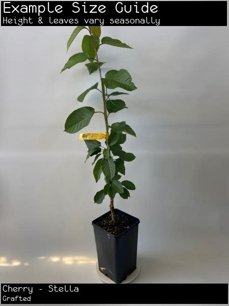 Buy Cherry Stella Fruit Tree Prunus Avium
