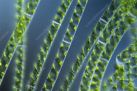 Spirogyra Sp Algae Light Micrograph Stock Image C060 3689 Science Photo Library