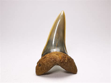 Shark Tooth Isurus Retroflexus Miocene Belgium
