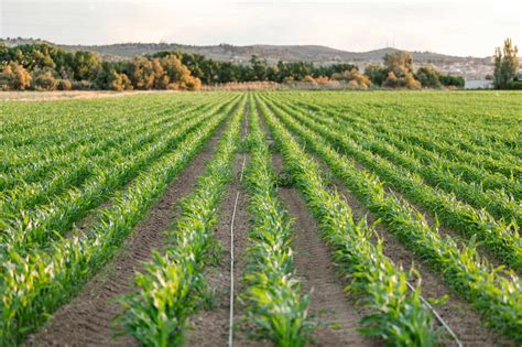 Neat Rows Of Young Corn Plants Stretch Towards The Horizon On A Fertile