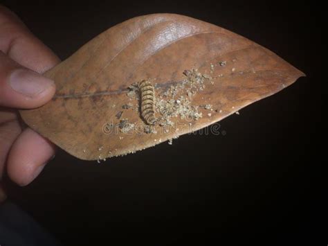 A Re Badulla Glow Worm On Dry Leaf Which Is Hold By Human Hand Stock