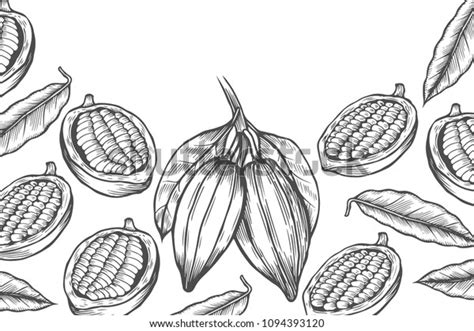 Cocoa Bean Tree Design Template Engraved Stock Vector Royalty Free Shutterstock
