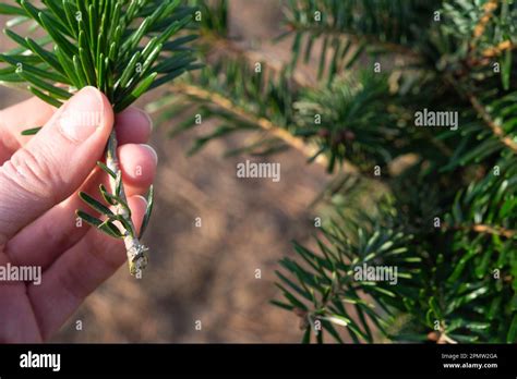 Pruning Fir With Pruning Shears In Spring The Formation Of The Crown Of A Coniferous Plant