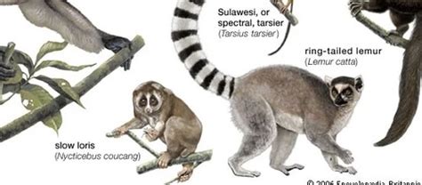 Anthro Ch Test Flashcards Quizlet