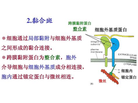 细胞连接、细胞粘附与细胞外基质 细胞生物学 课件1 08 Word文档在线阅读与下载 无忧文档