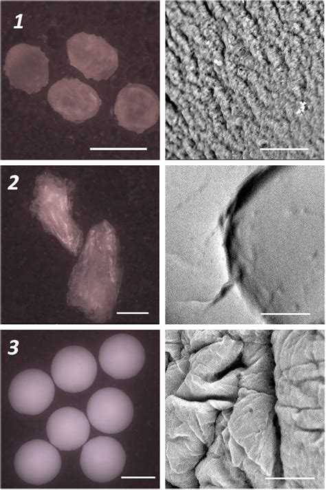 Sem Micrographs Of The Prepared Solid Gels 1 Xerogel 2 Cryogel Download Scientific