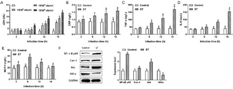 Table 1 From Salmonella Typhimurium Induces Intestinal In Ammatory