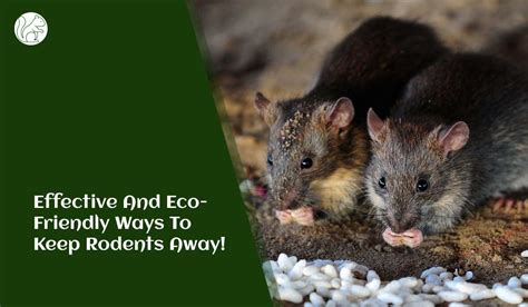 Natural Rodent Repellent Effective Ways To Keep Rodents Away Rodents