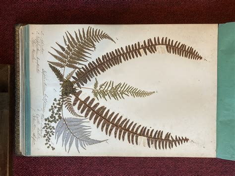 New Zealand Ferns Von Anon Very Good 1880 Graham York Rare