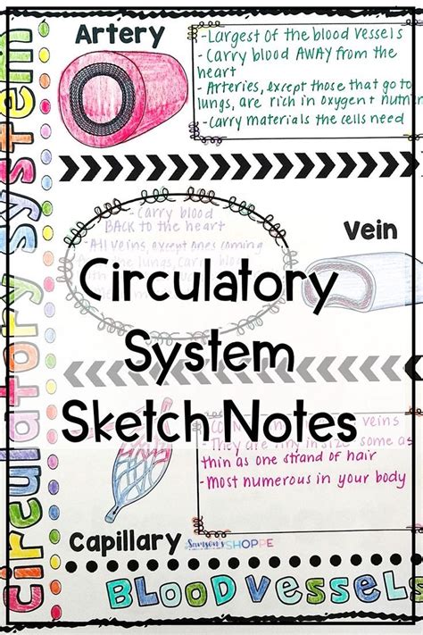 Circulatory System Review Activity Sketch Notes Circulatory System