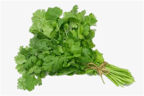 고수야채식물나뭇잎그린푸른 잎실물장식 식물 Coriander Cilantro Coriander Leaves