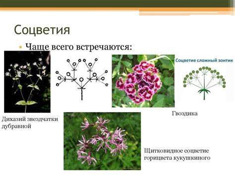 Семейство Гвоздичные - презентация онлайн