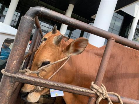 Sapi Kurban Presiden Jokowi Seberat 1 2 Ton Berasal Dari Rasau Jaya