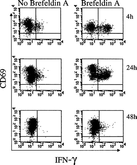 Ifn γ Expression In Freshly Purified Pbmcs After Pma And Ionomycin