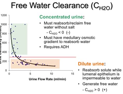 Renal Function Flashcards Quizlet