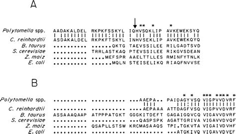 Sequence Alignment Of The N Terminal Regions From The A And B Subunits