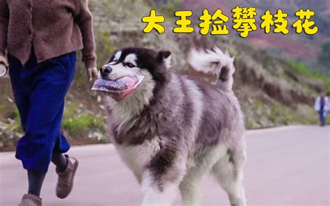 阿拉斯加狗狗大王和爸爸散步捡攀枝花 阿盆姐家的大王 阿盆姐家的大王 哔哩哔哩视频