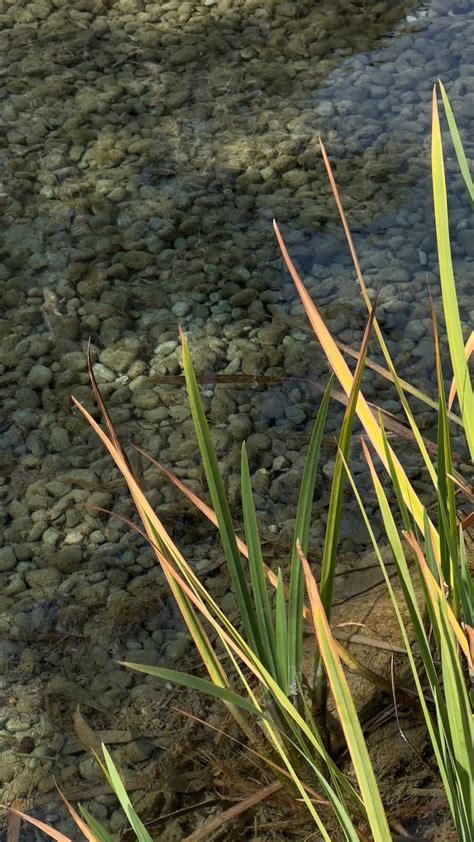 Weed Delivery Rego Park Videos Download 2822 Free 4k And Hd Stock