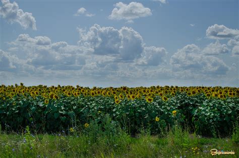 Растения Тульской области Много фото