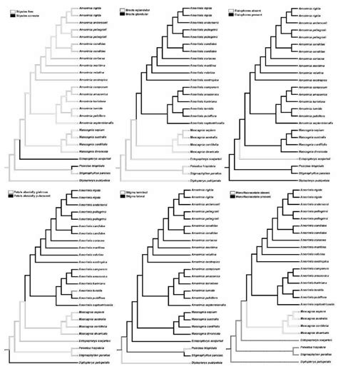 Parsimony Ancestral Reconstruction Of Morphological Conation Of