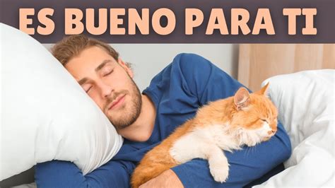 Los Sorprendentes Beneficios De Dejar Que Los Gatos Duerman En Tu Cama